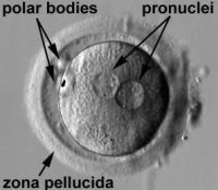 How do embryologists select the best embryos?